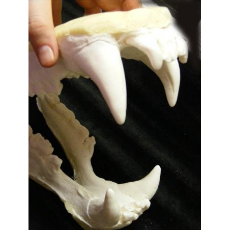 mâchoire d'ours grizzly