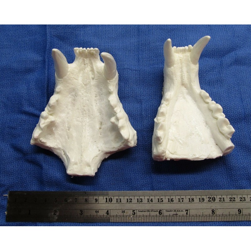 mâchoire de léopard