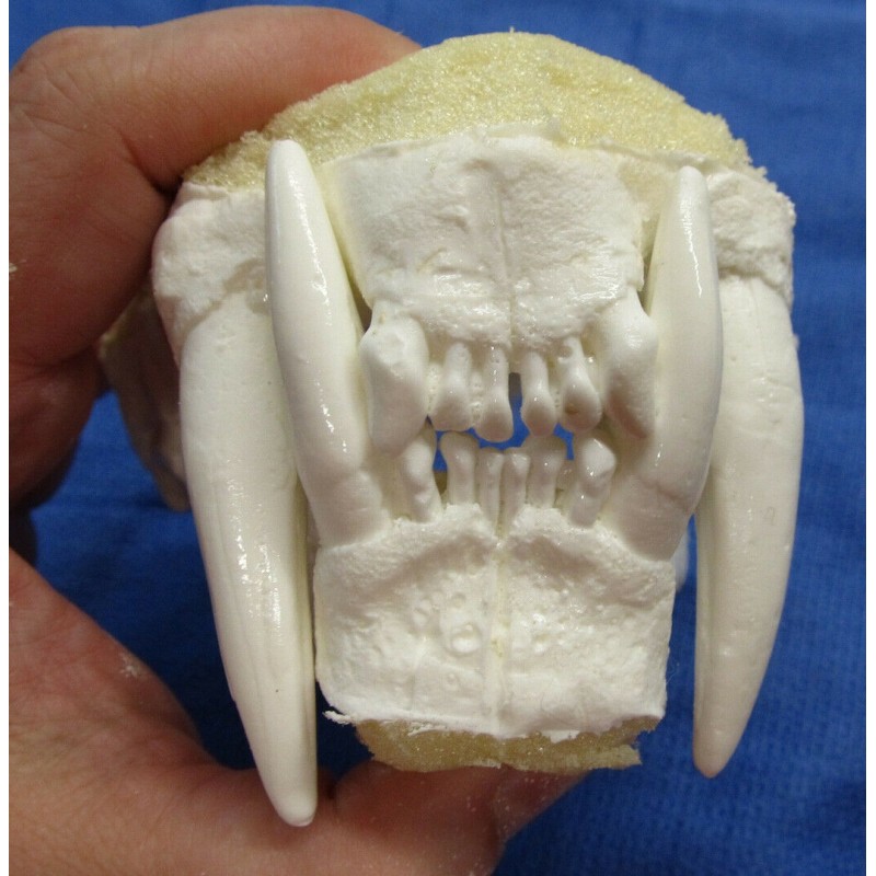 mâchoire de léopard
